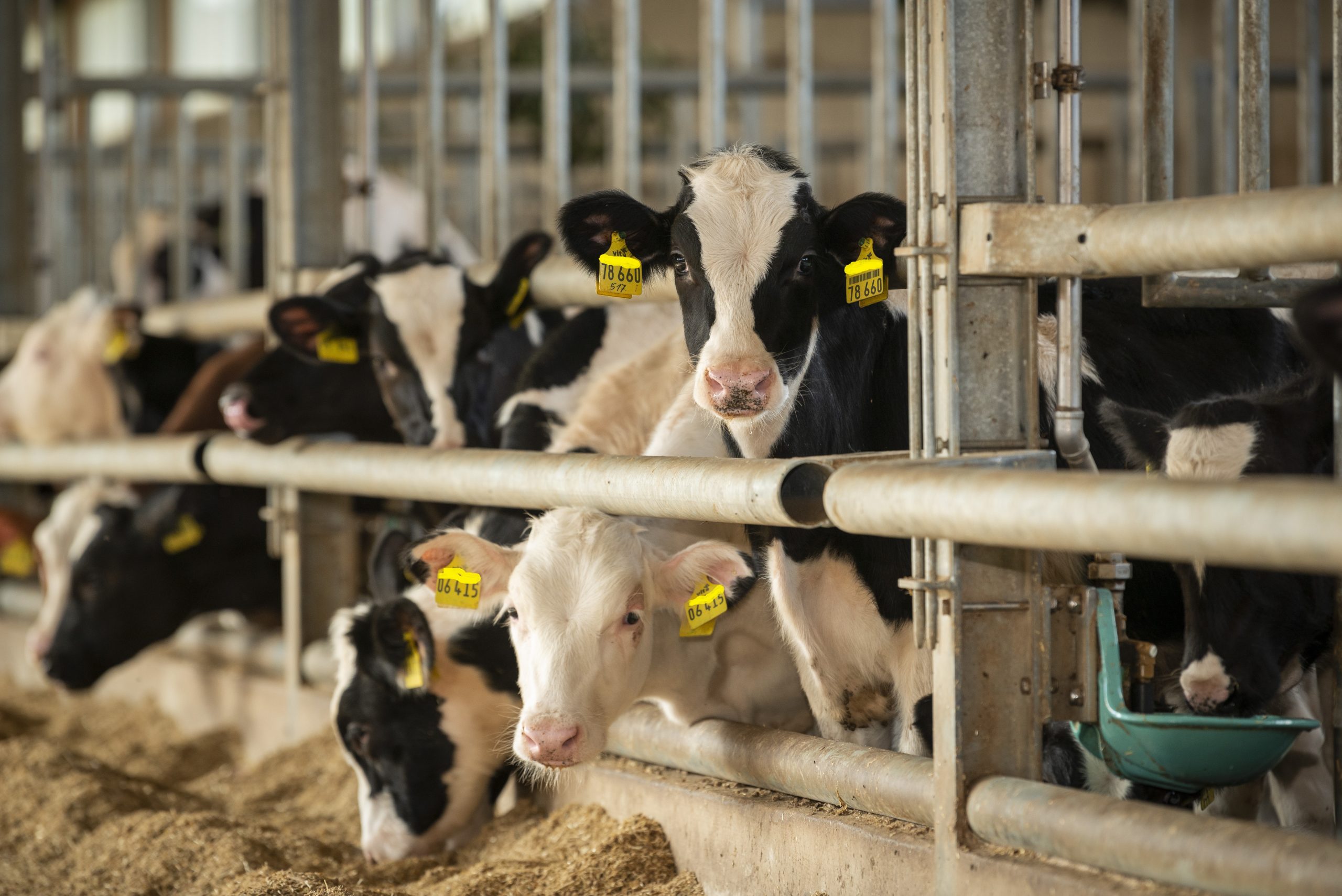 Natürliche Entwicklung: Vom Kalb zum Wiederkäuer - Kontrollgemeinschaft ...